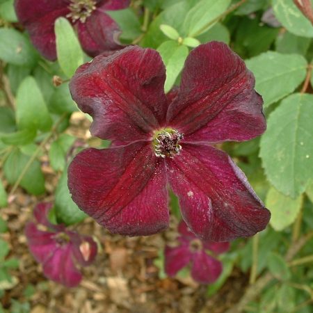 Ampelopsis brev. Elegans