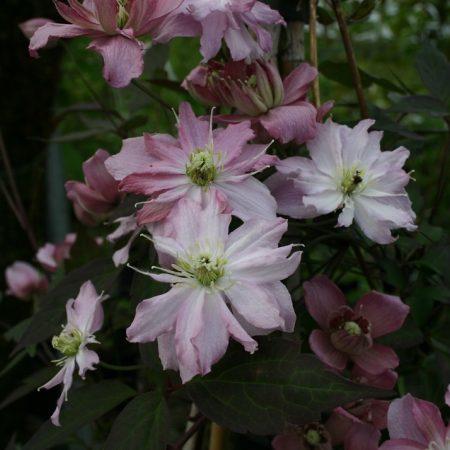 Clematis tangutica My Angel