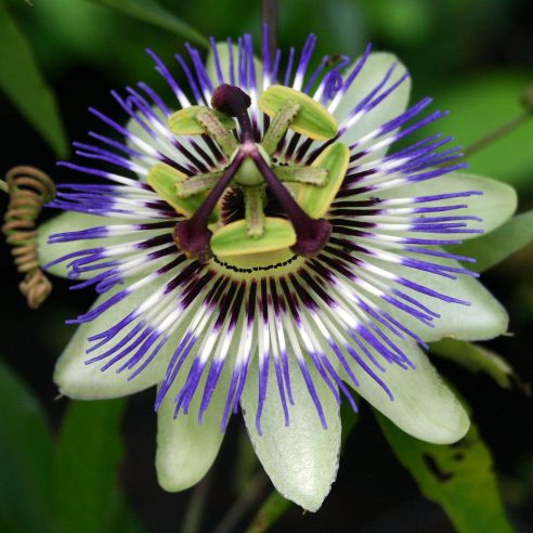 Passiflora caerulea