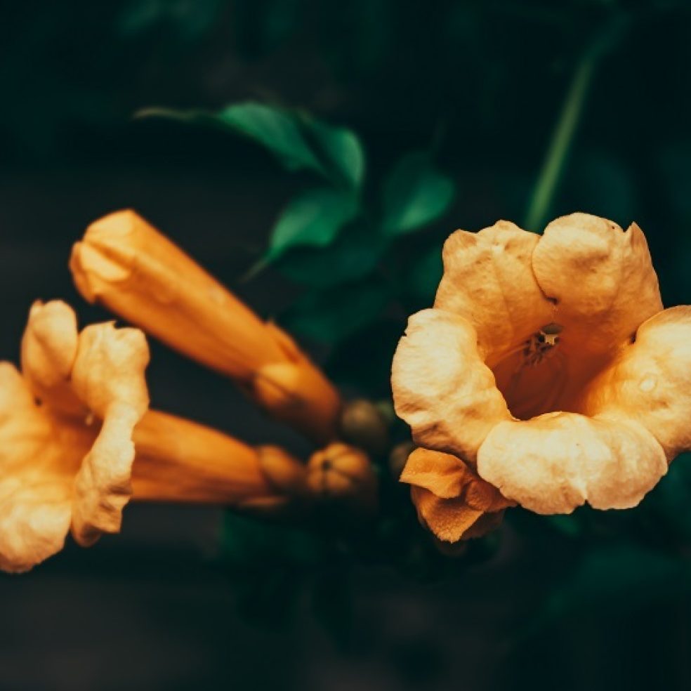 Campsis radicans flava