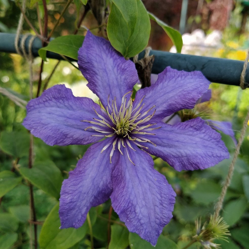 Clematis Rhapsody