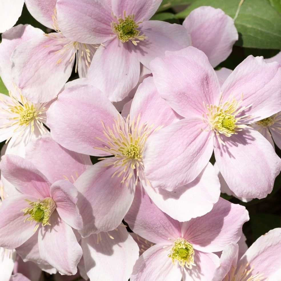 Clematis Montana Rubens