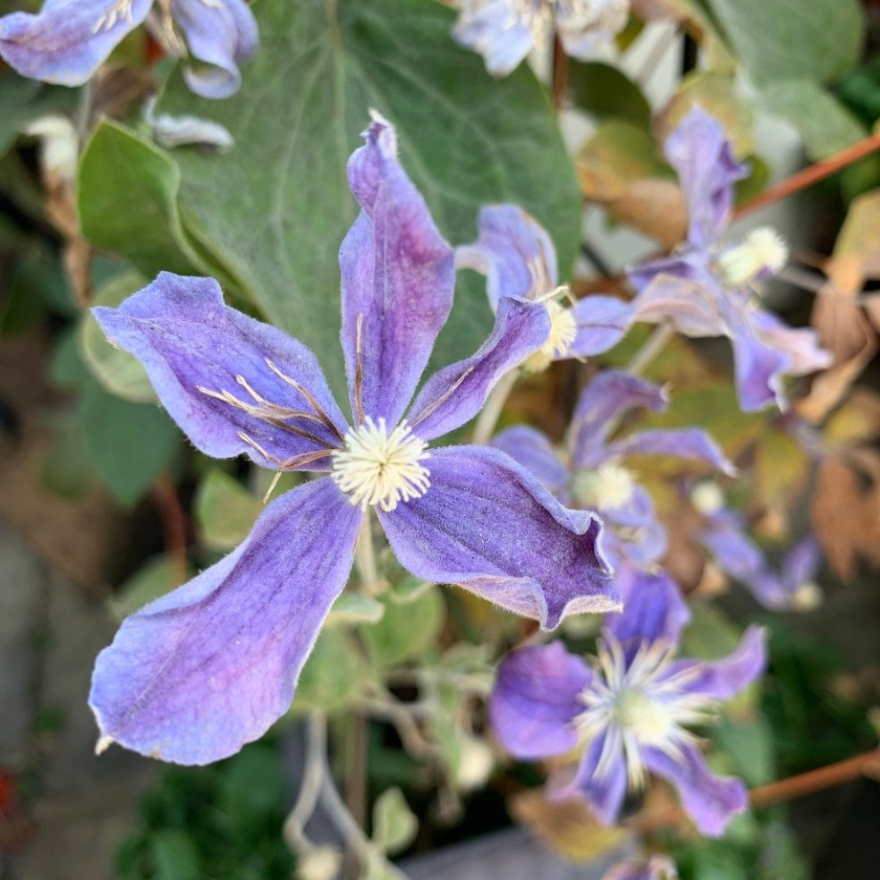 Clematis Corinne