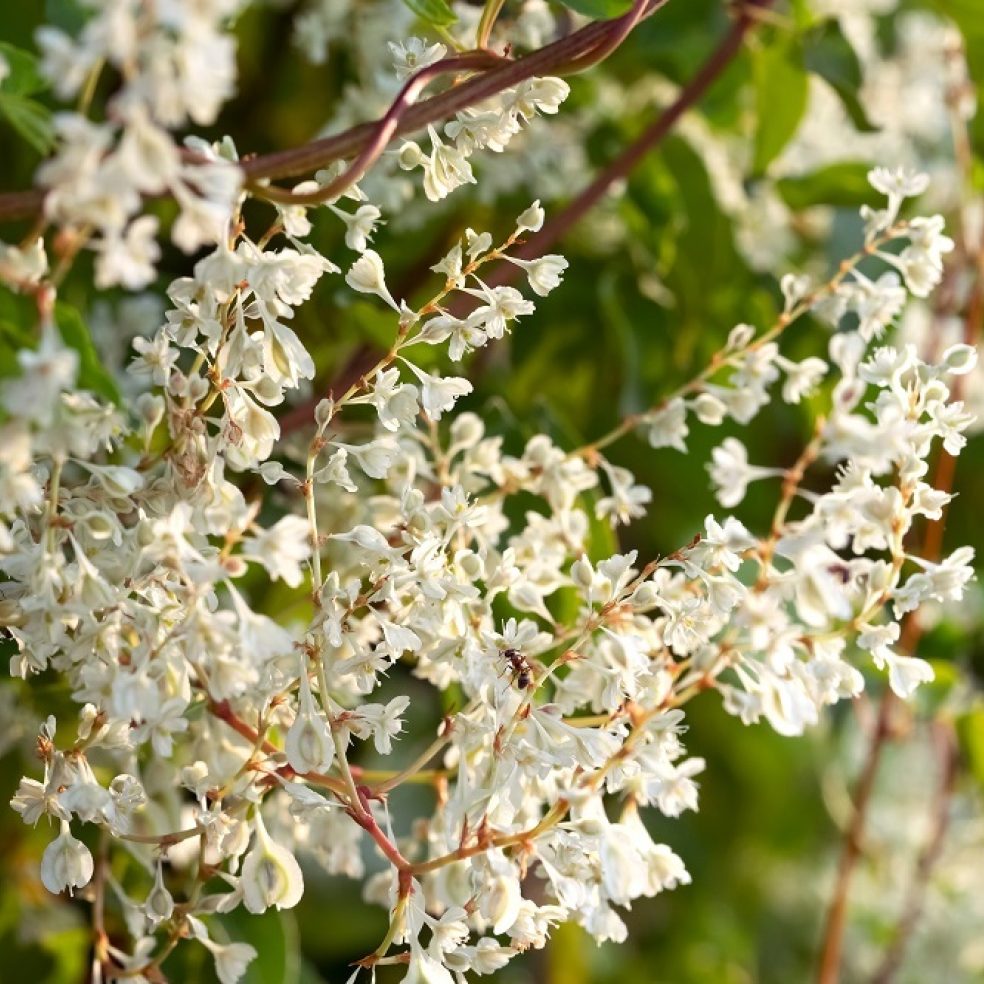 Fallopia baldschuanica