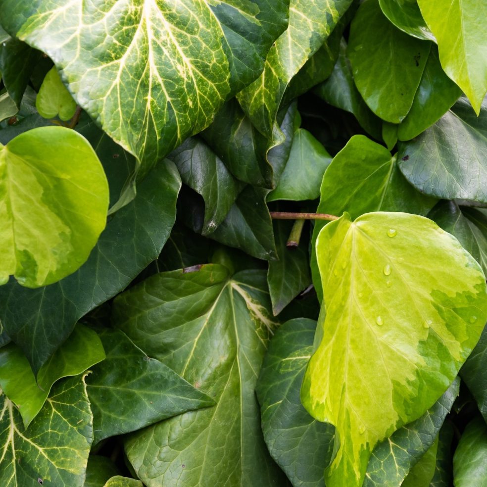 Hedera Sulphur Heart