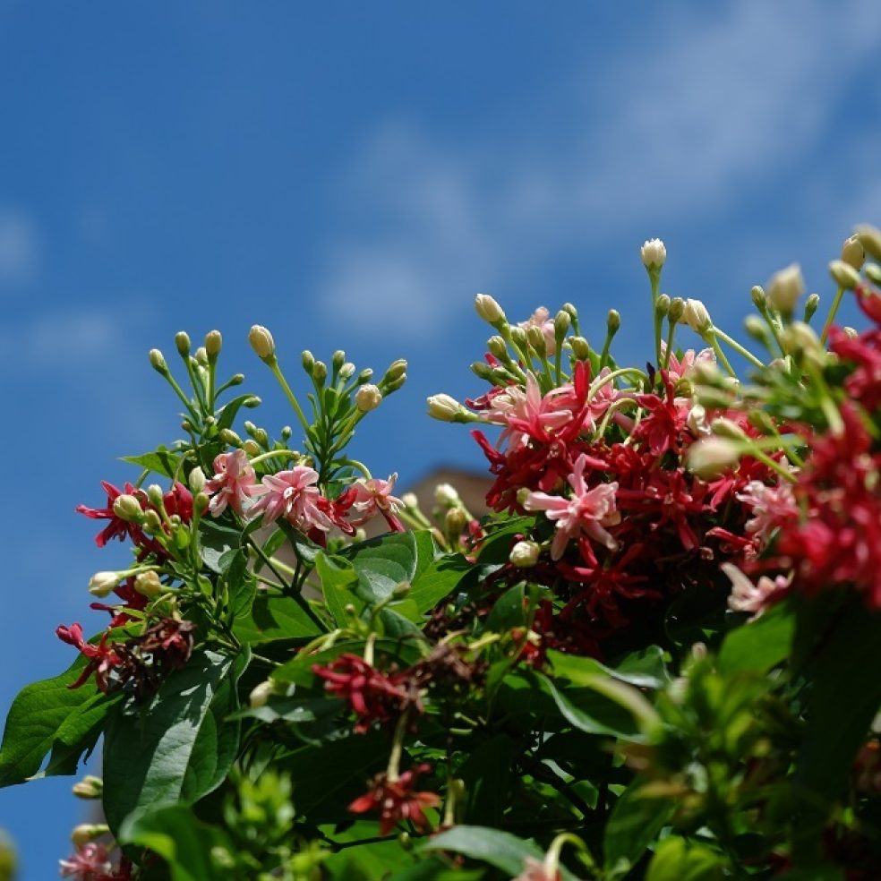 Jasminum x stephanense AGM