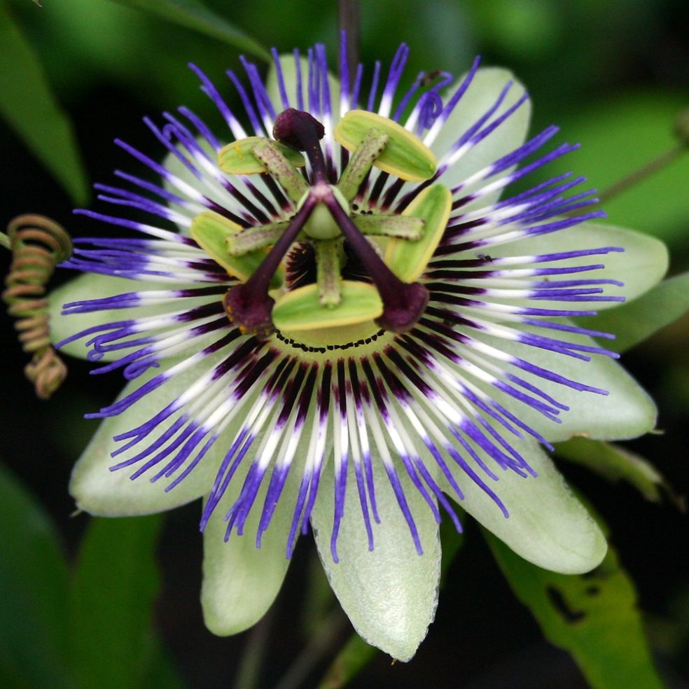 Passiflora caerulea