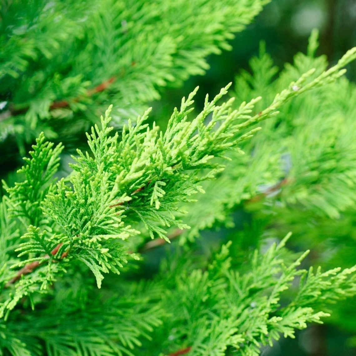 Cupressus leylandii