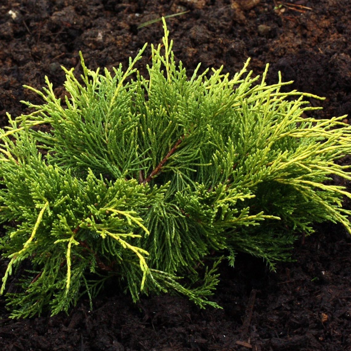 Juniperus Old Gold