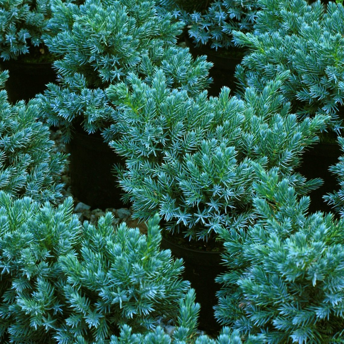 Juniperus Blue Star