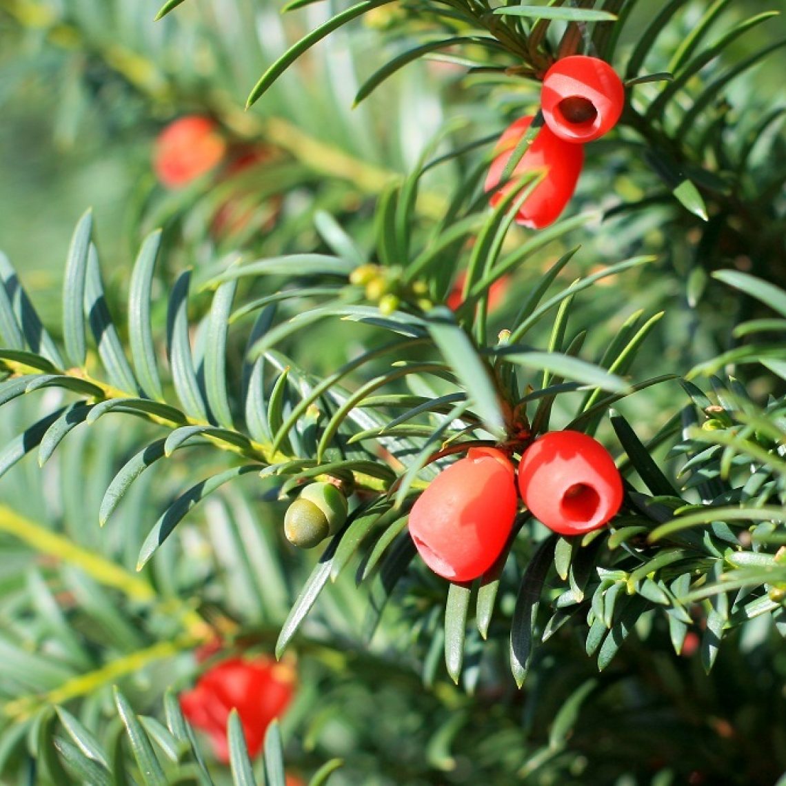 Taxus baccata