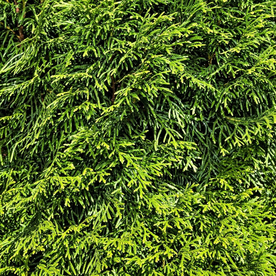 Thuja Smaragd