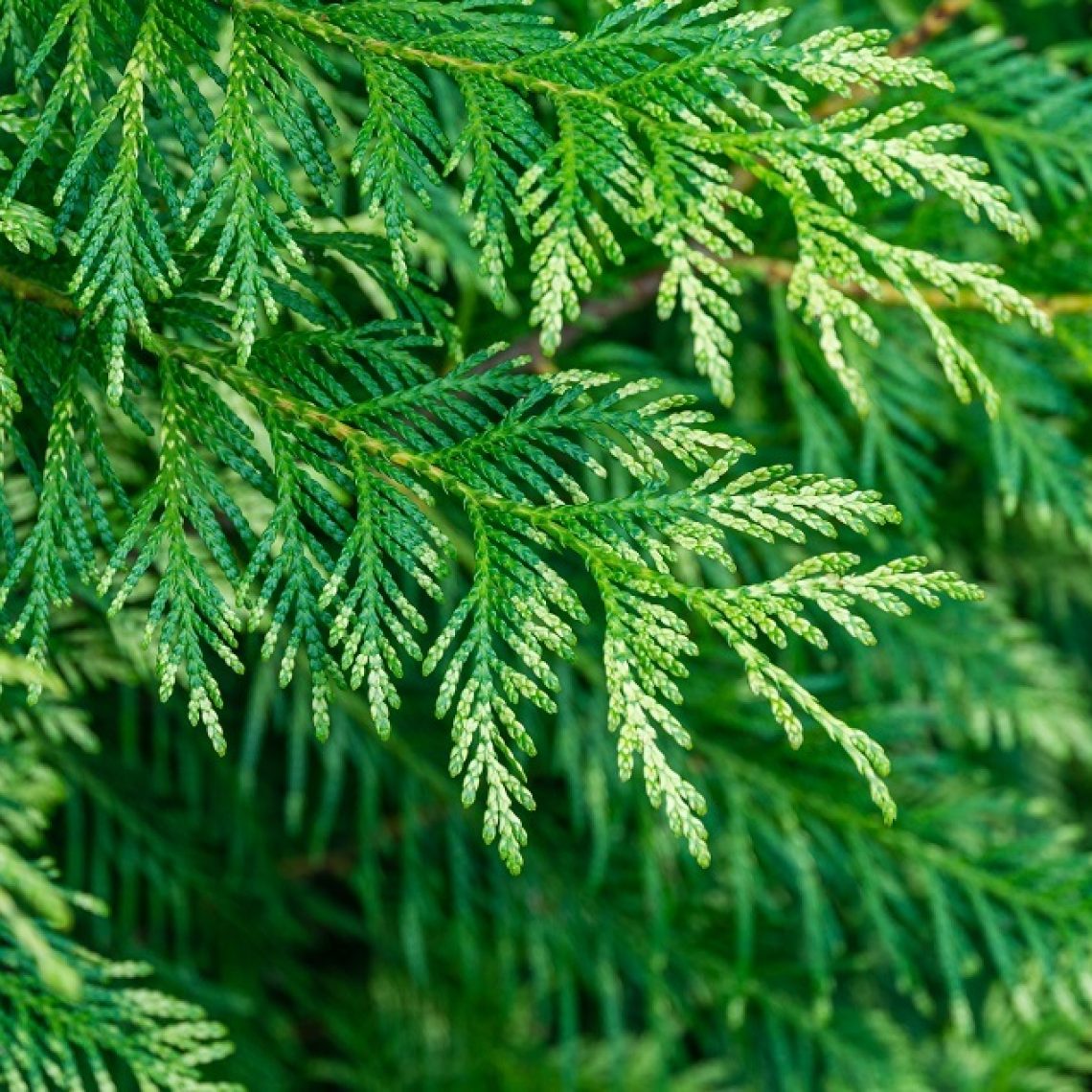 Thuja plicata Zebrina