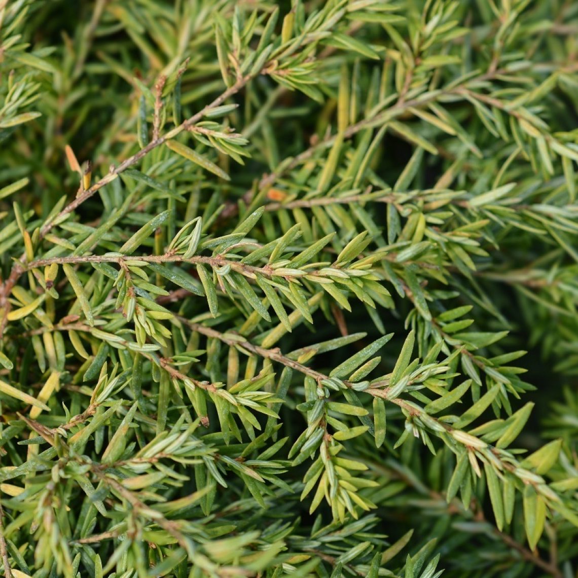 Tsuga canadensis Jeddeloh AGM