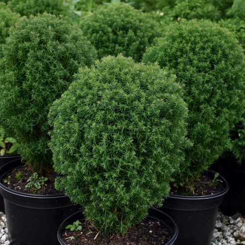Thuja occidentalis Teddy