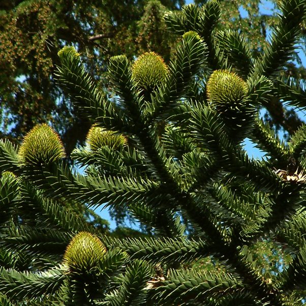 Cupressus Totem Pole