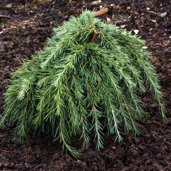 Cupressus Totem Pole