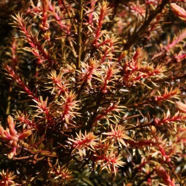 Cupressus Totem Pole
