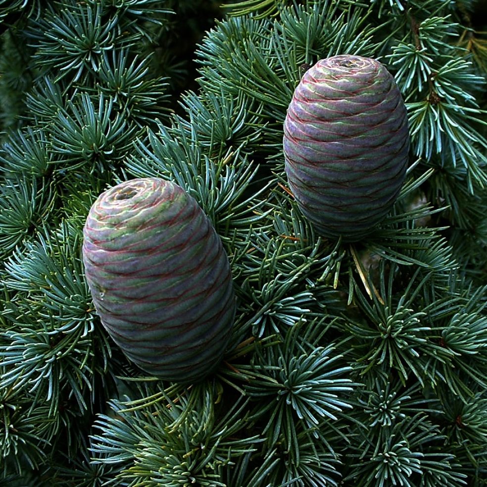 Cedrus atlantica Glauca