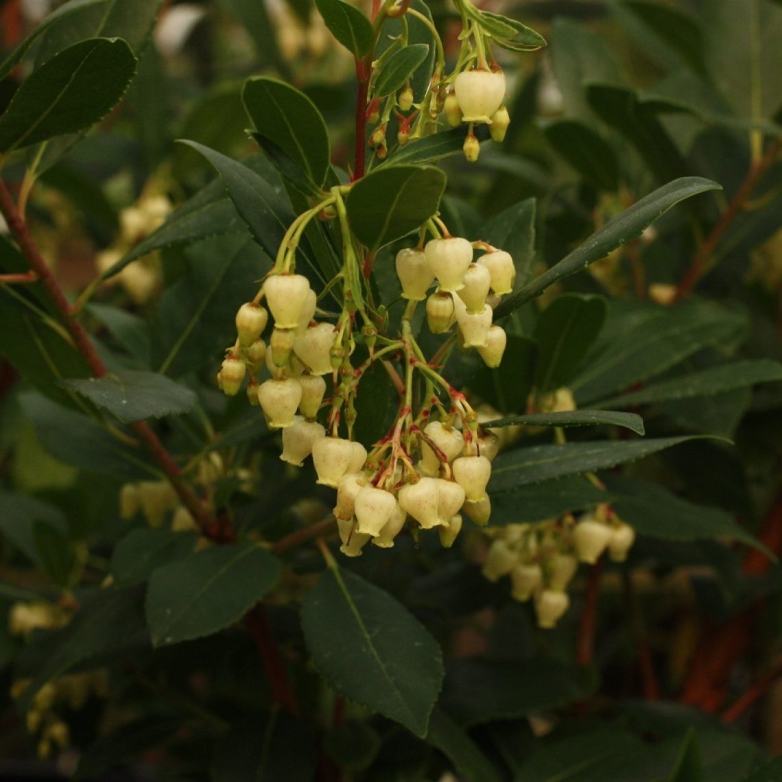 Arbutus unedo Atlantic