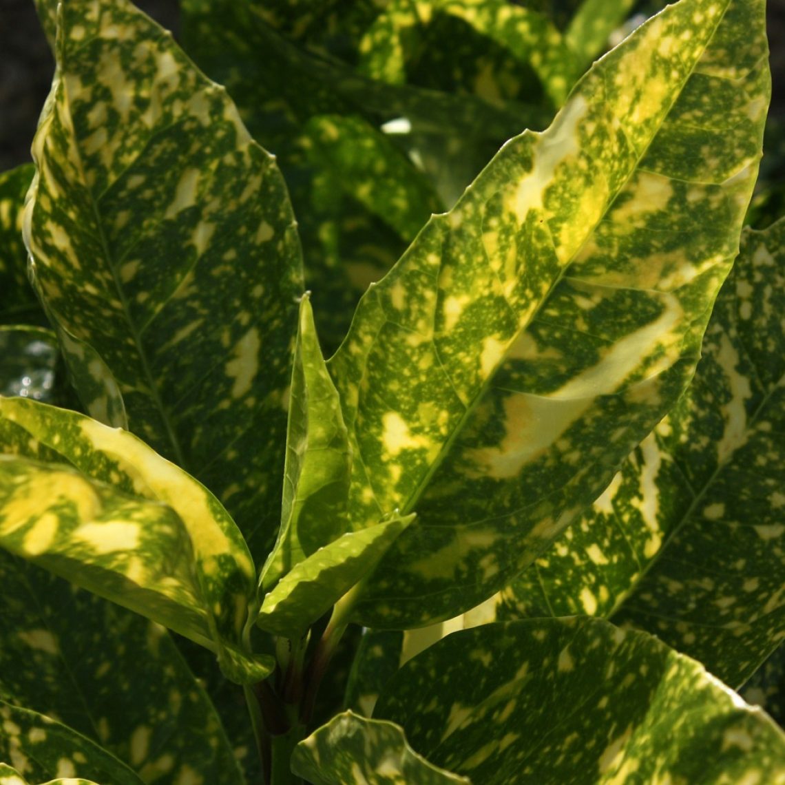 Aucuba japonica Crotonifolia