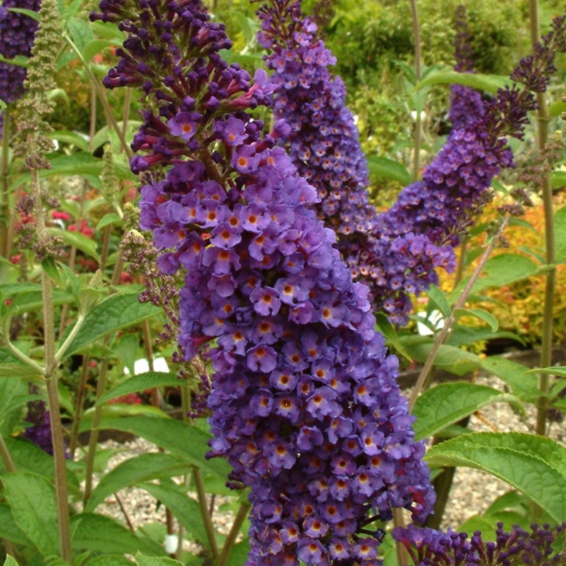 Buddleia Empire Blue