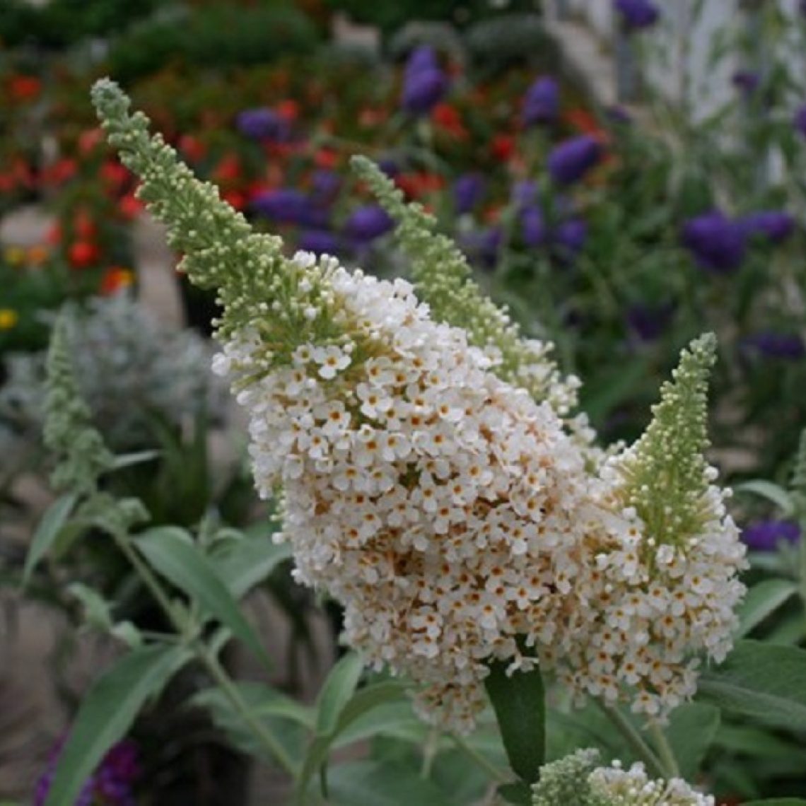 Buddleja Buzz Hot Raspberry