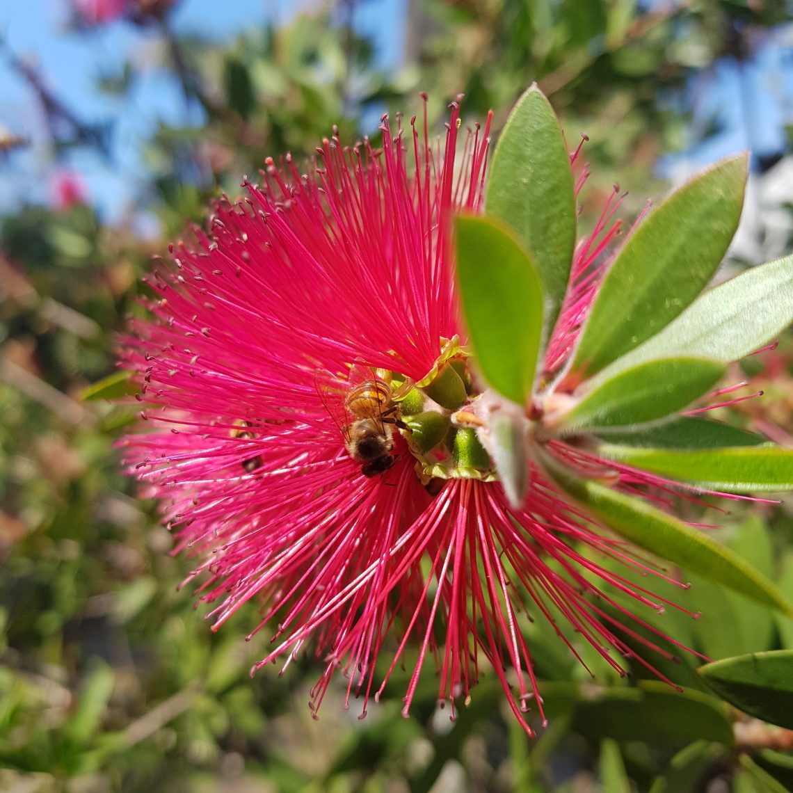 Callistemon rigidus
