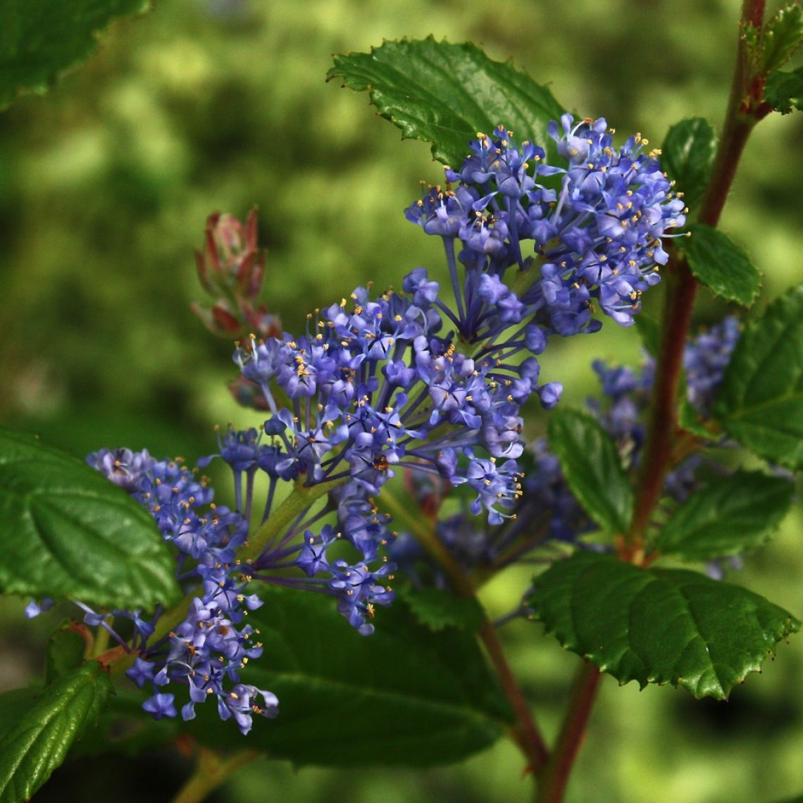 Ceanothus Autumnal Blue