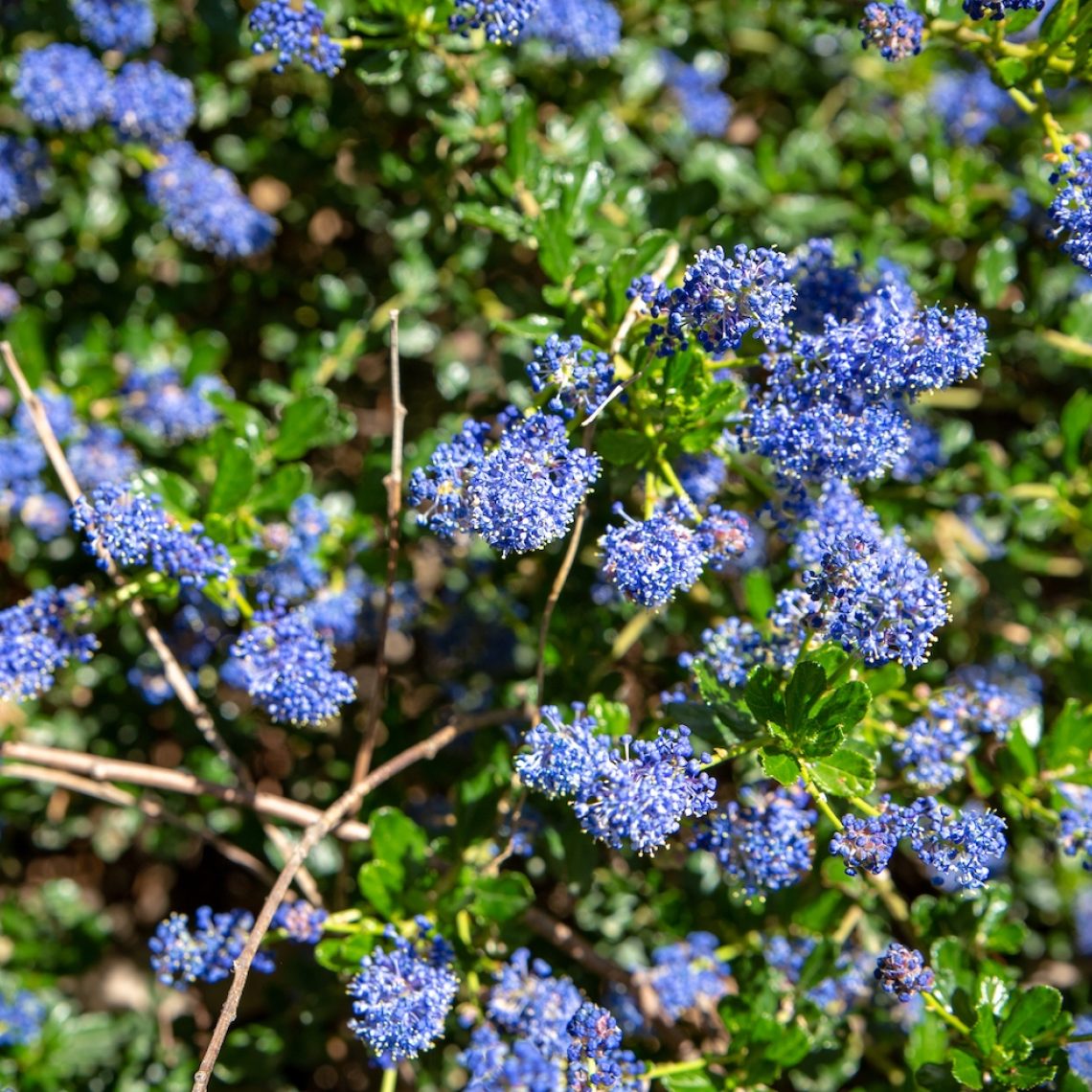 Ceanothus Puget Blue
