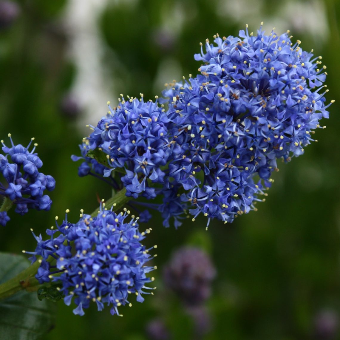 Ceanothus Yankee Point