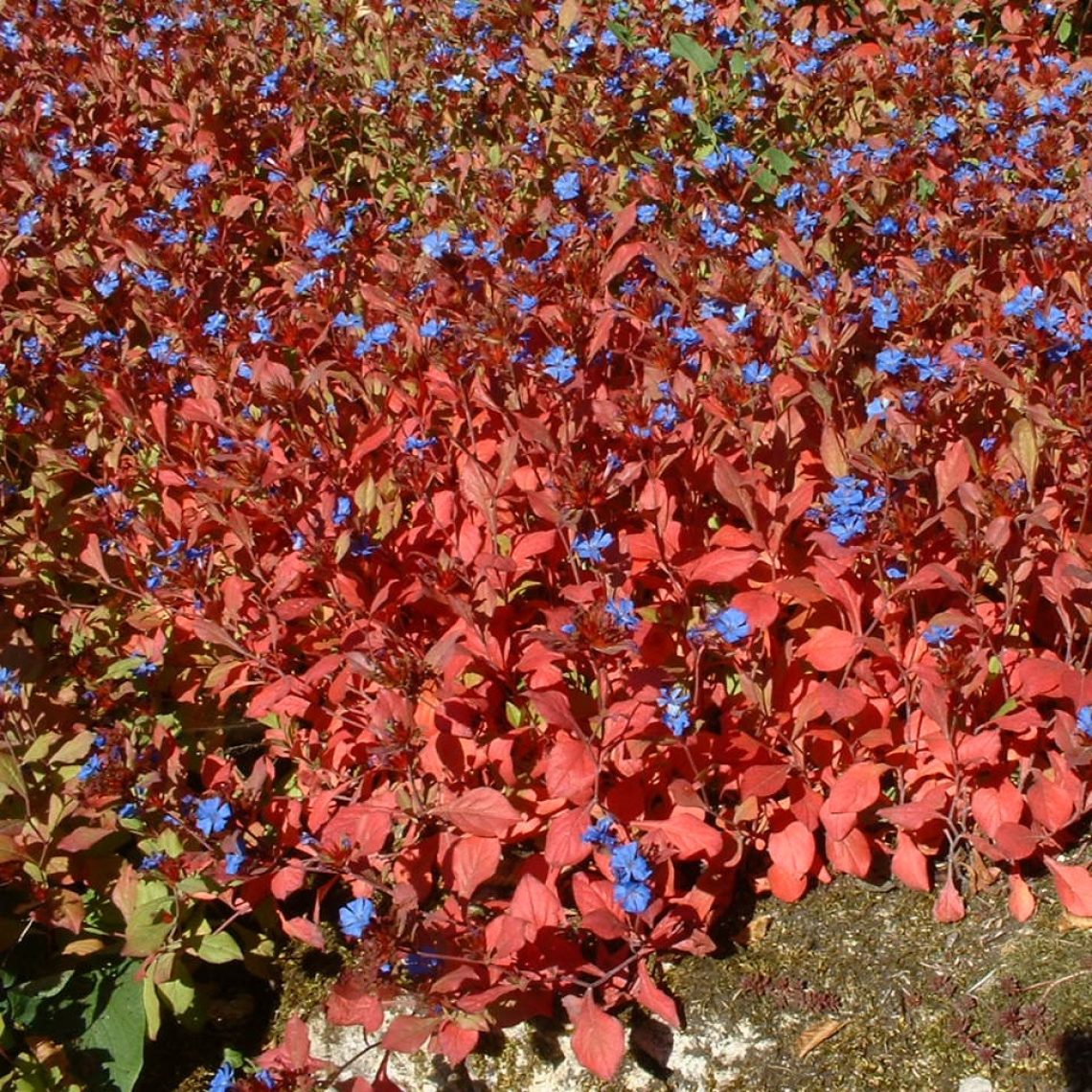 Ceratostigma plumbaginoides