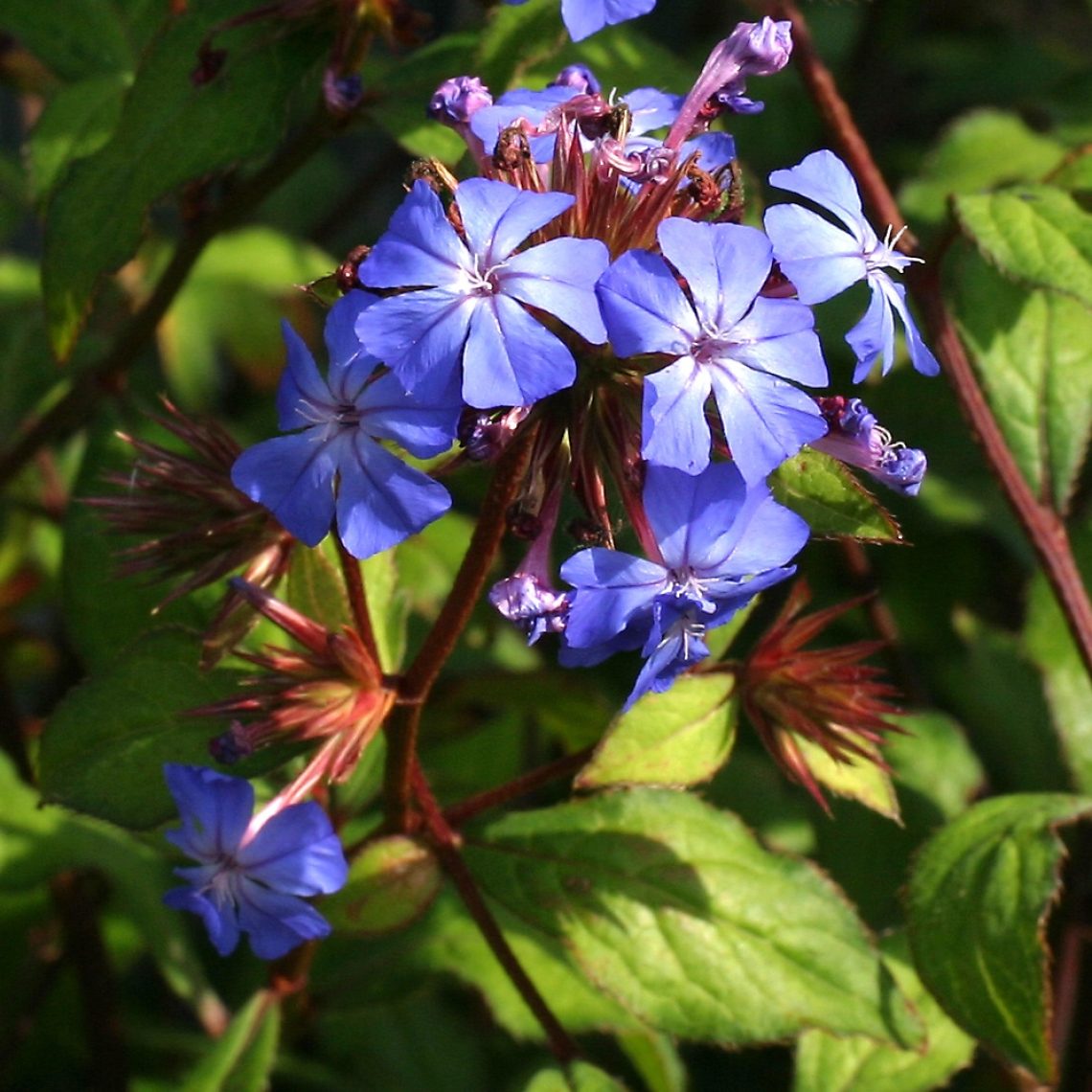 Ceratostigma willmottianum