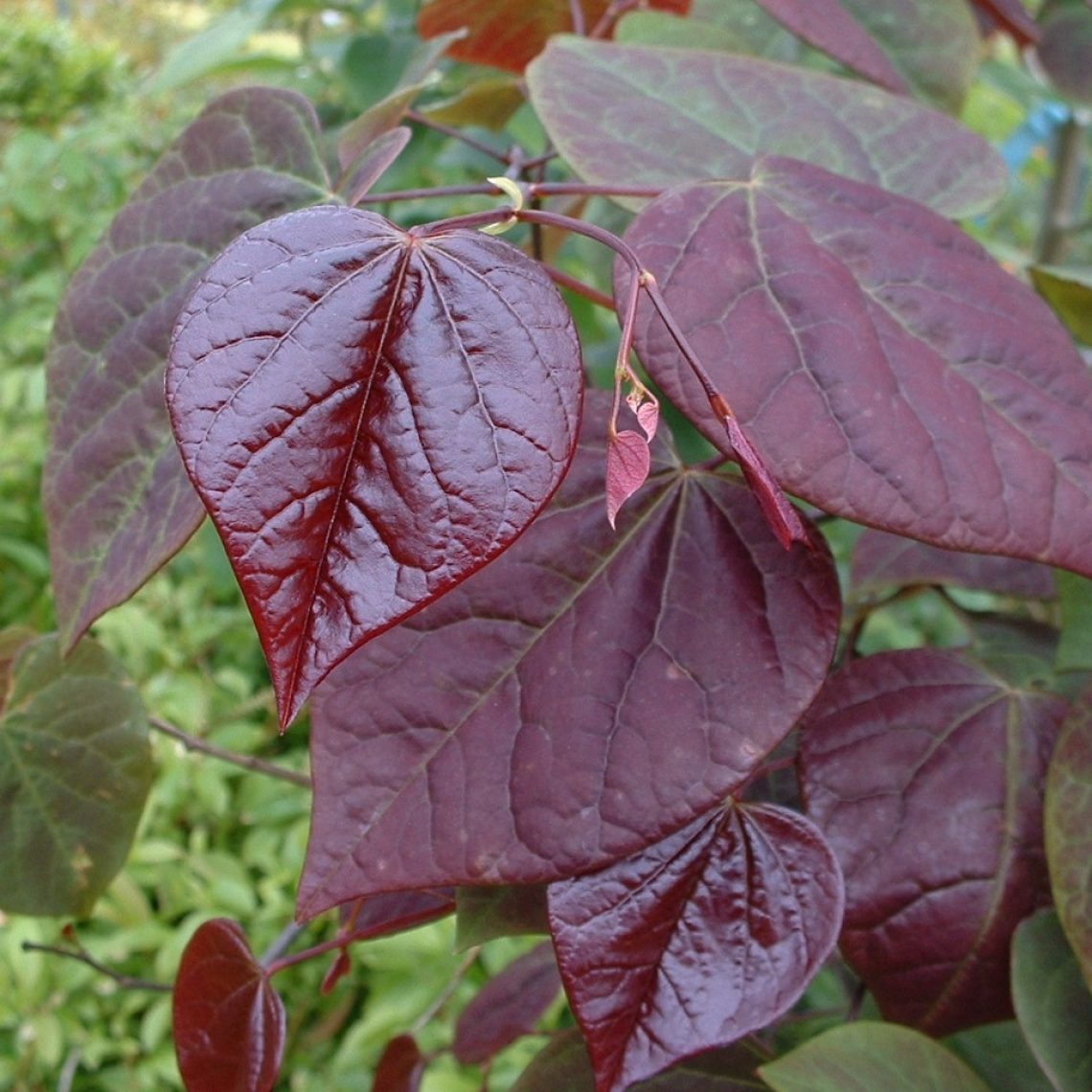 Cercis cana. Forest Pansy