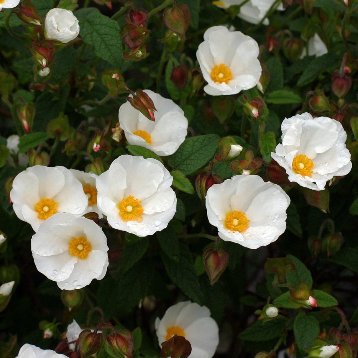 Cistus corbariensis