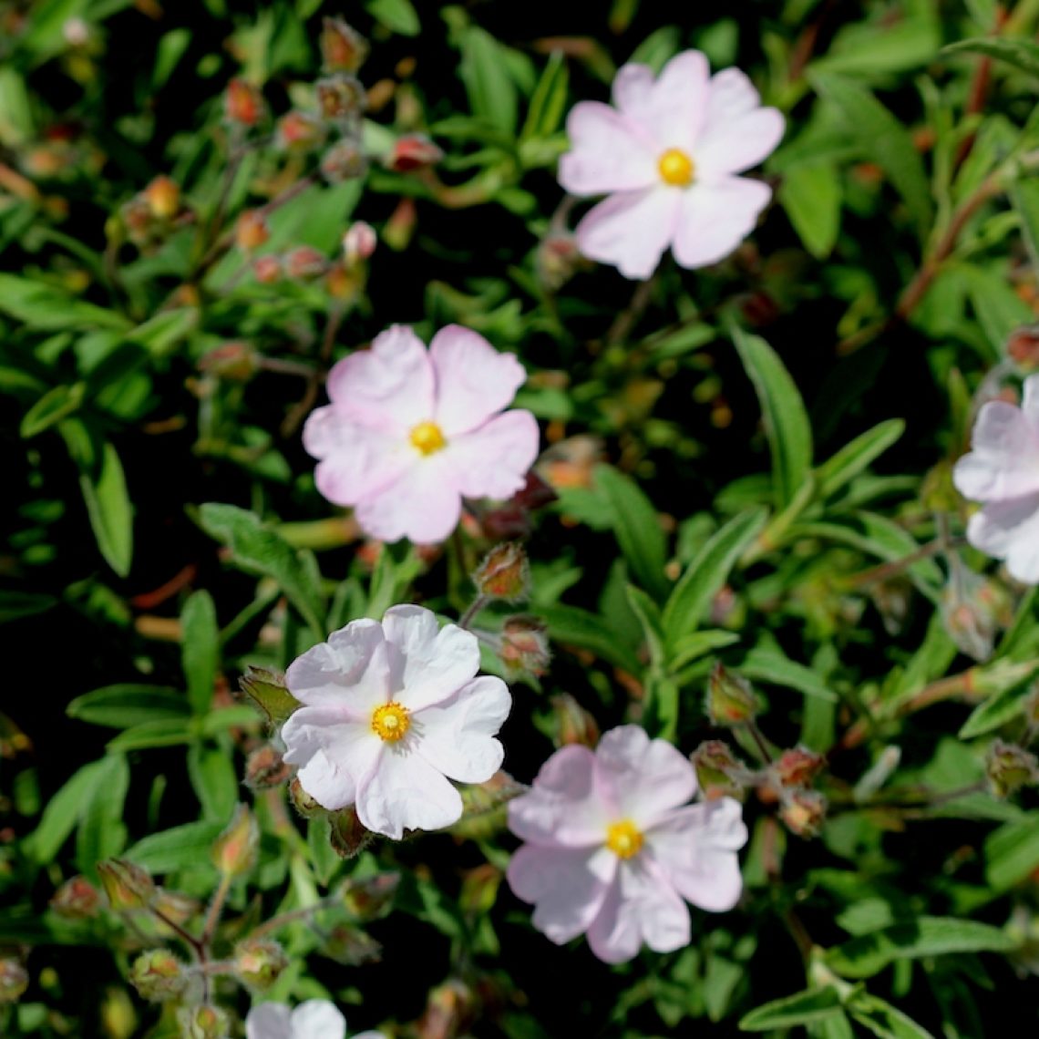 Cistus x skanbergii