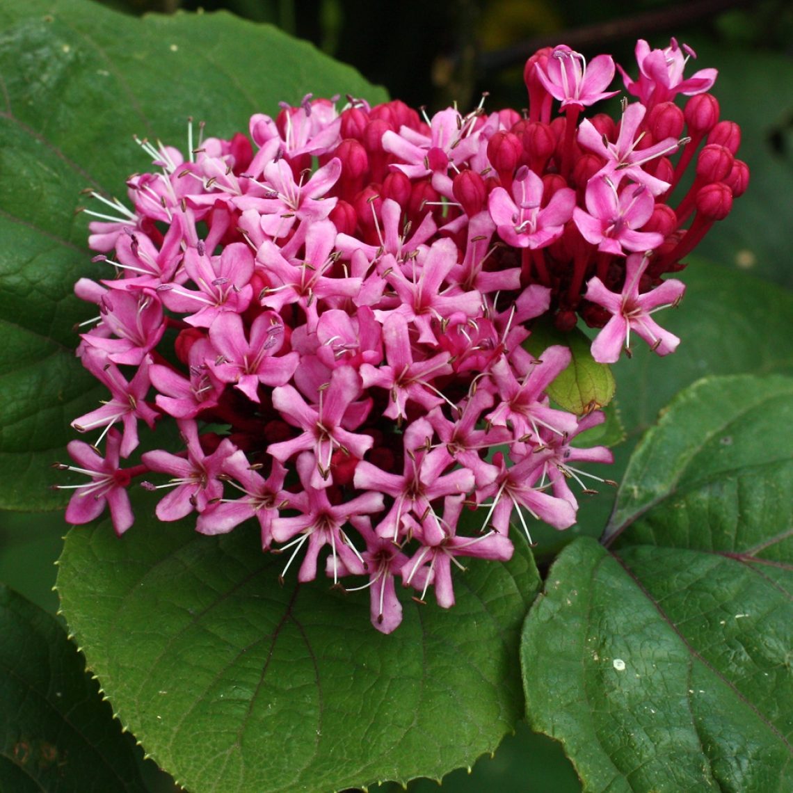 Clerodendrum bungei