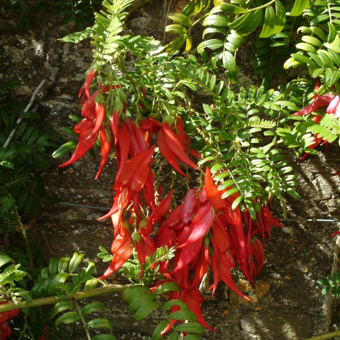 Clianthus puniceus Flamingo