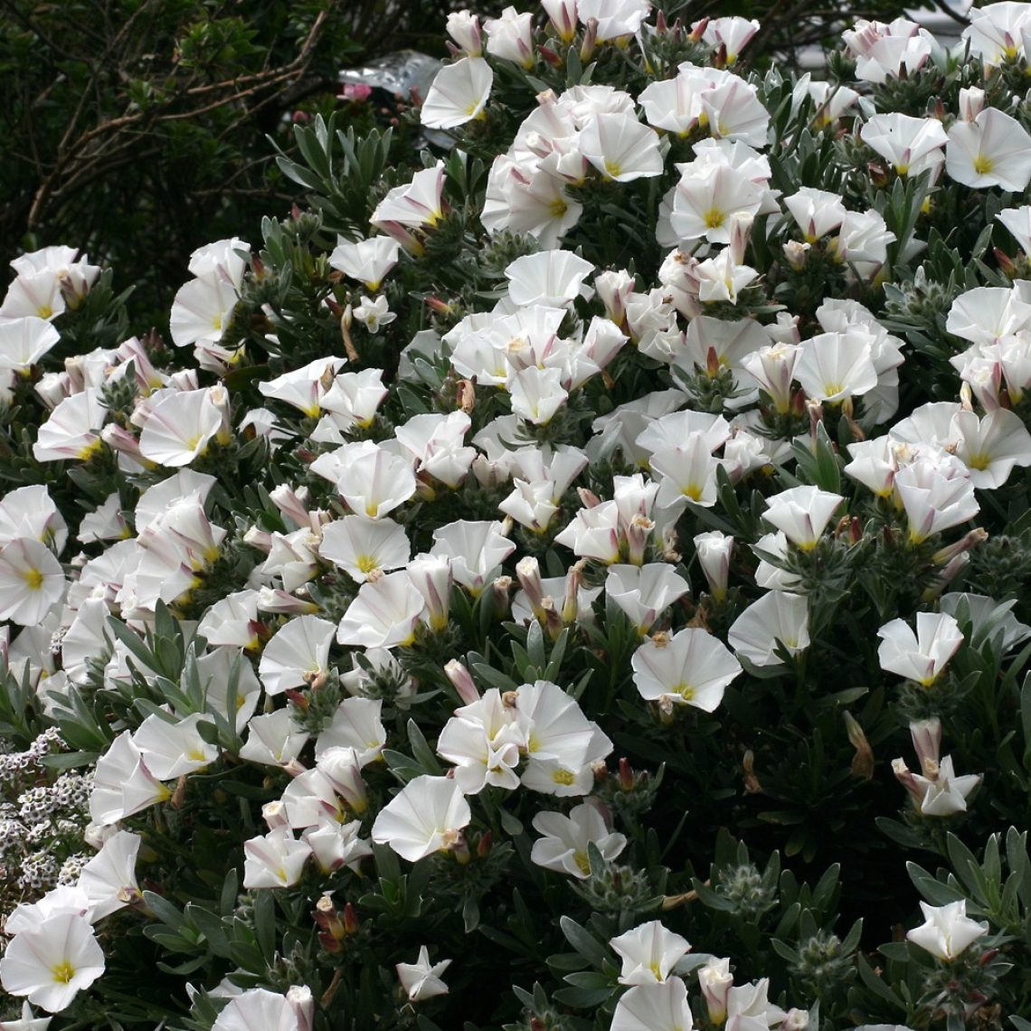 Convolvulus cneorum