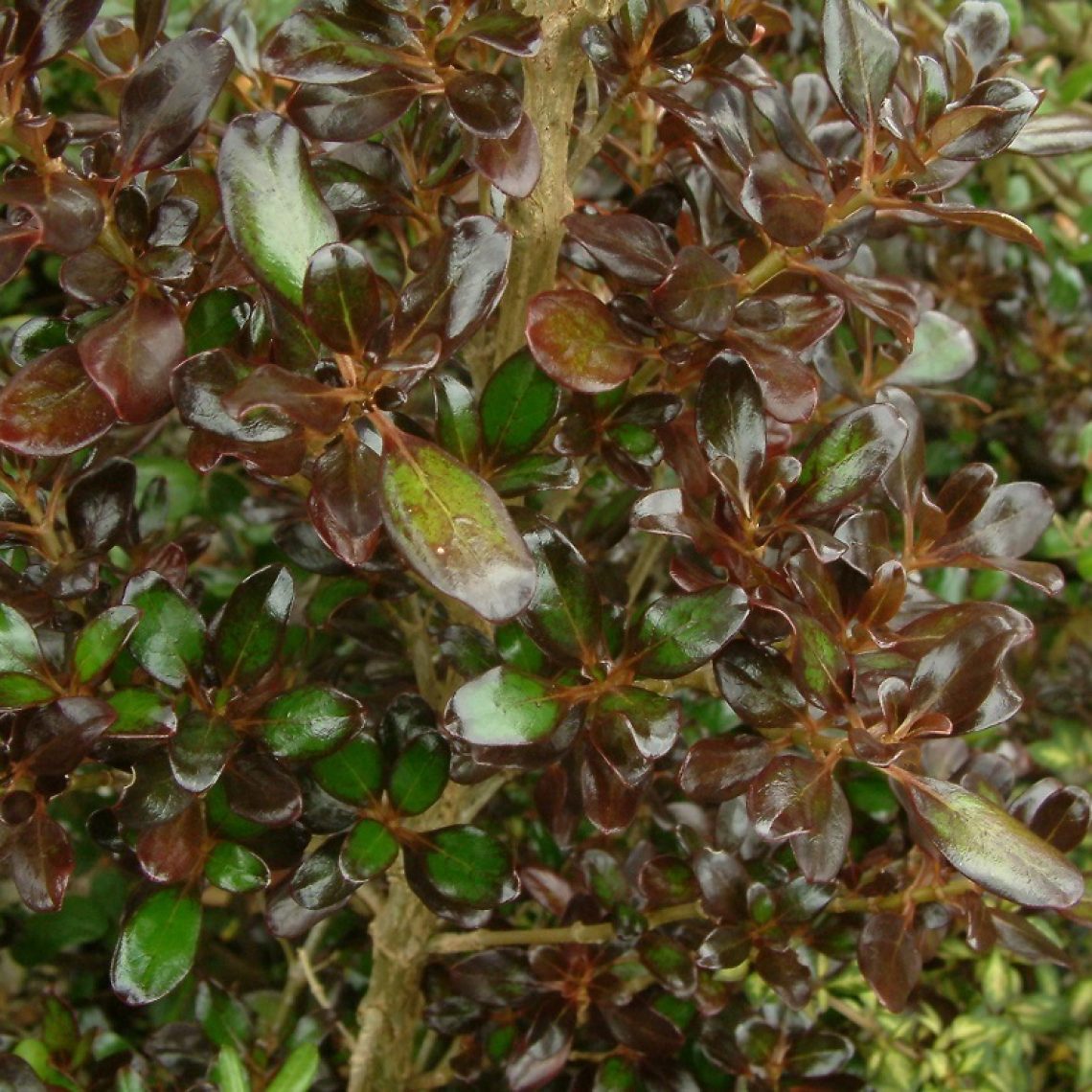 Coprosma Karo Red
