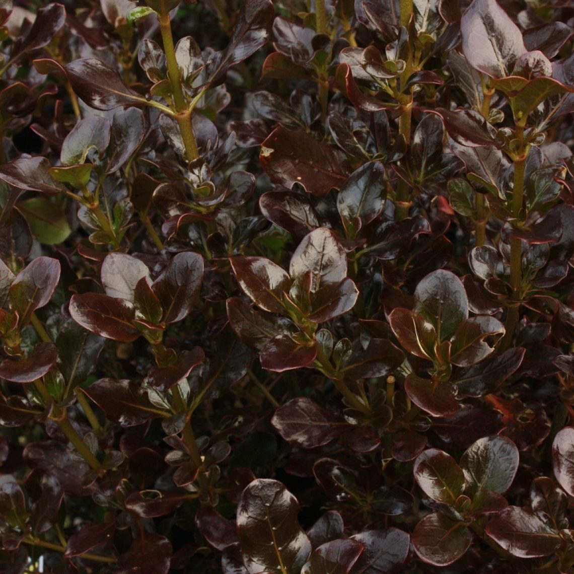 Coprosma Pacific Night