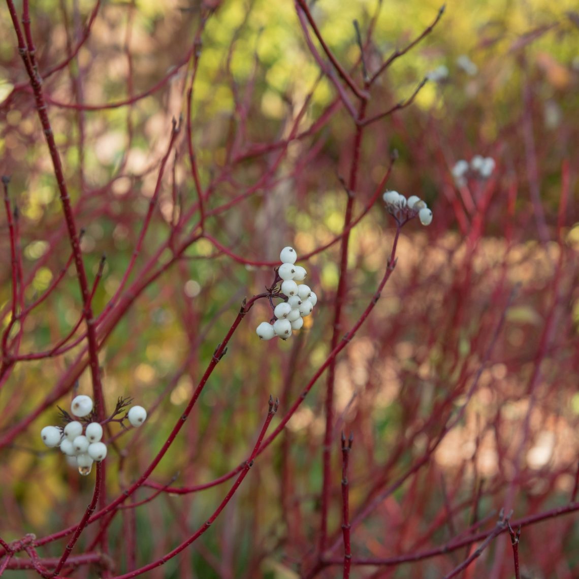 Cornus alba Baton Rouge