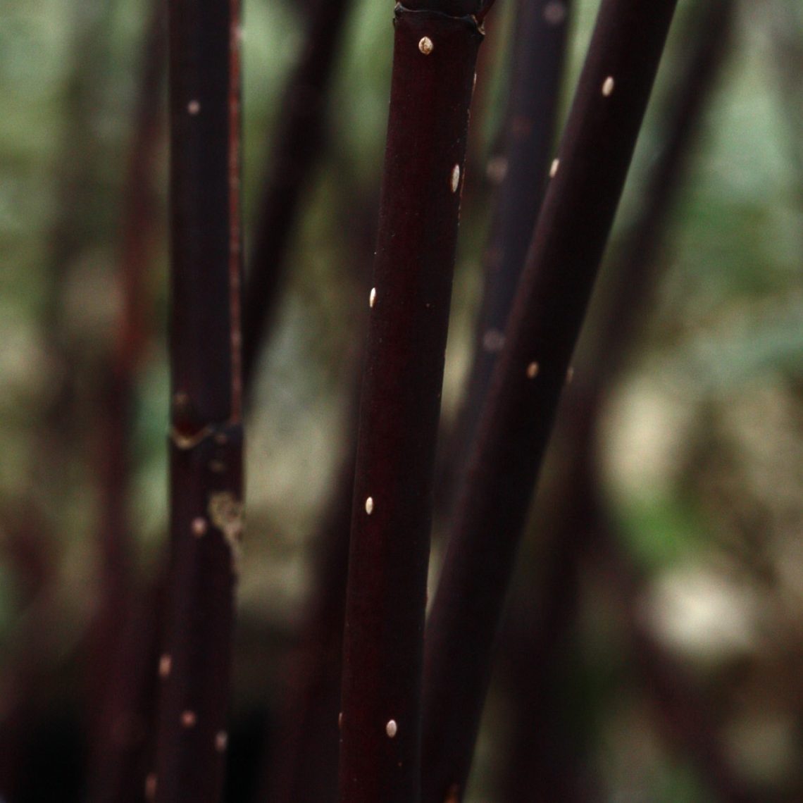 Cornus alba Kesselringii
