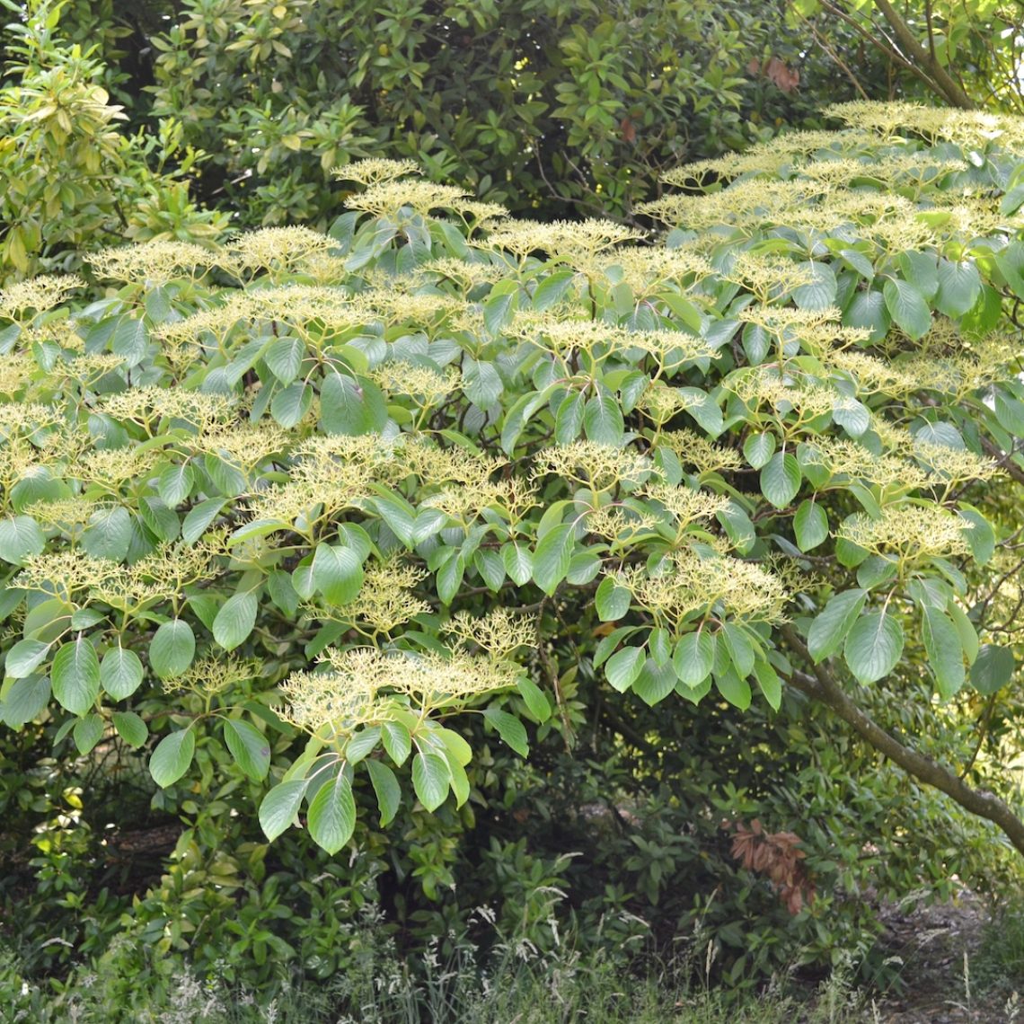 Cornus controversa Pagoda