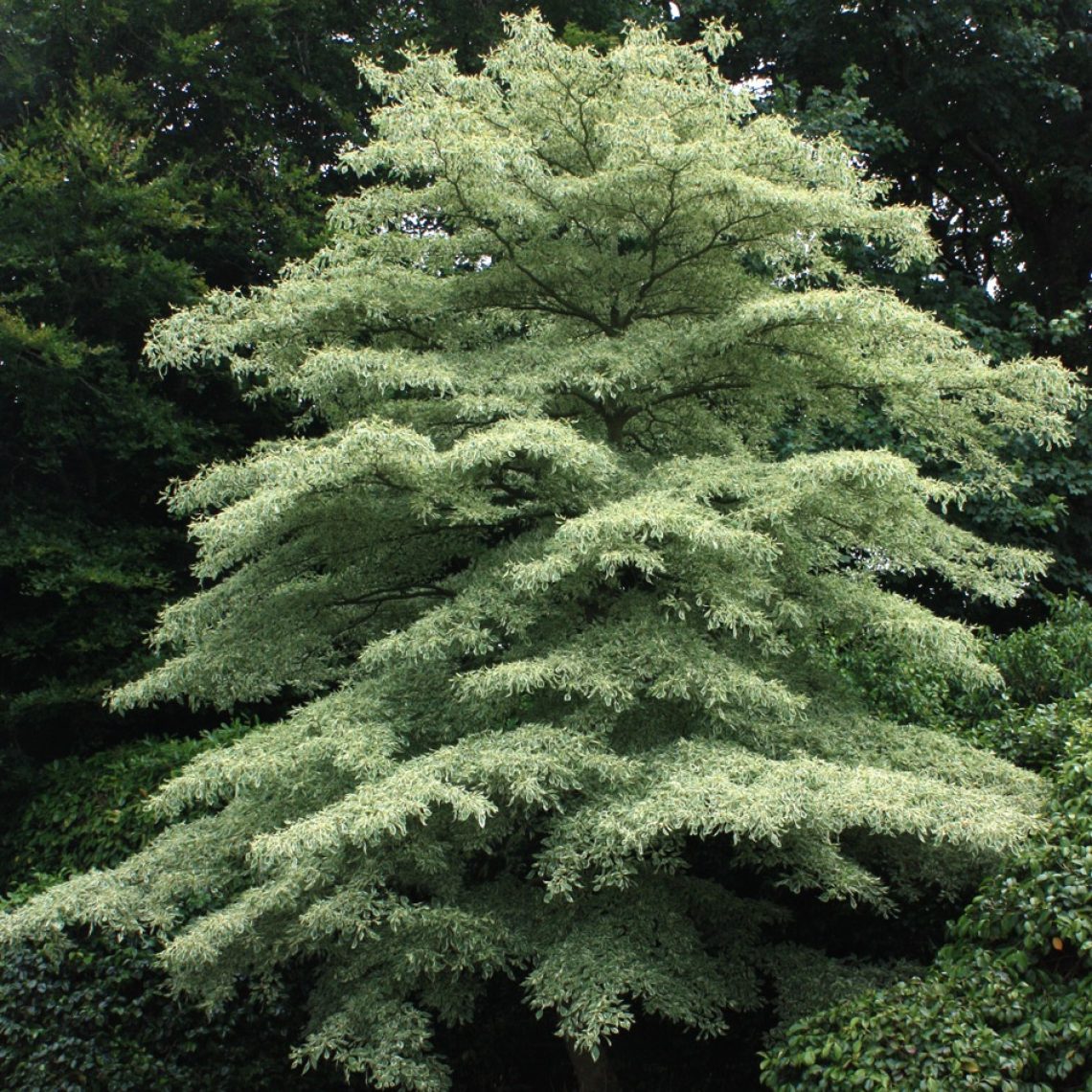 Cornus controversa Variegata