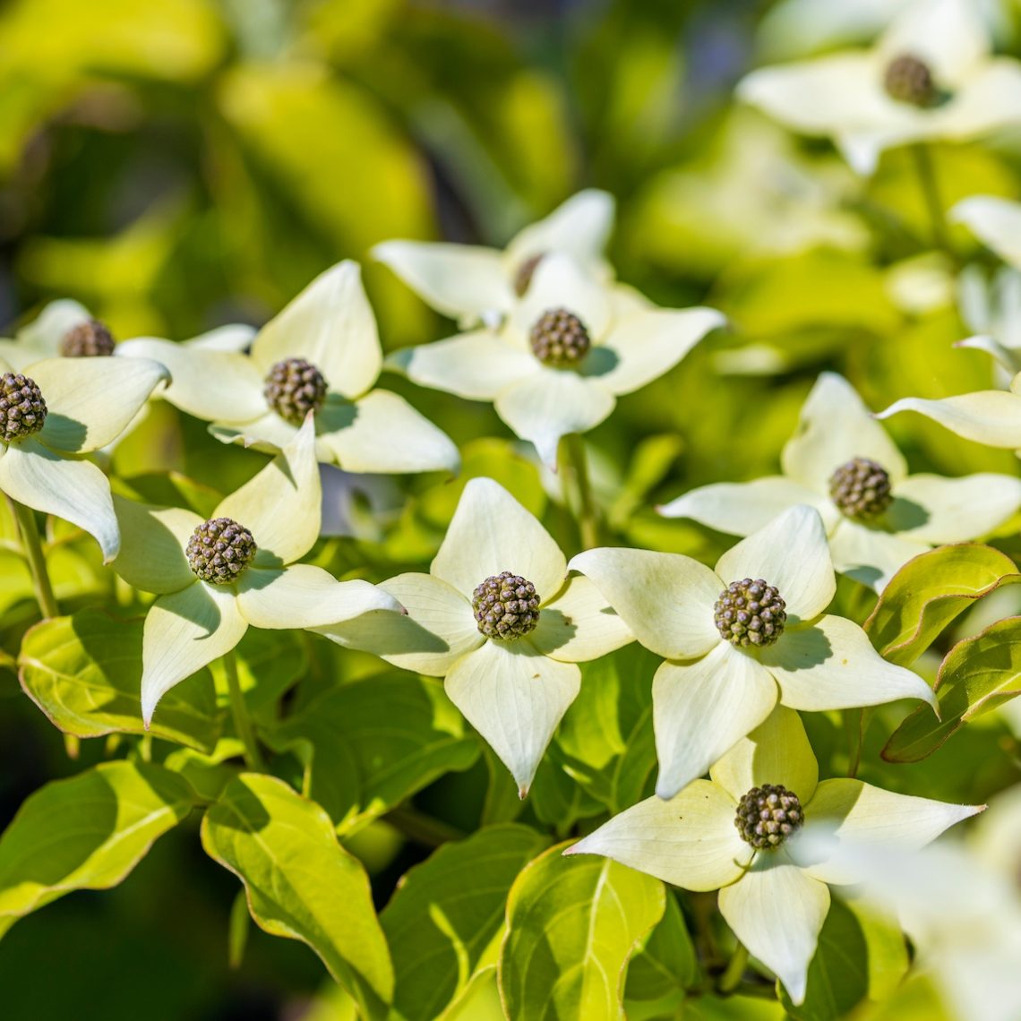 Cornus kousa Milky Way