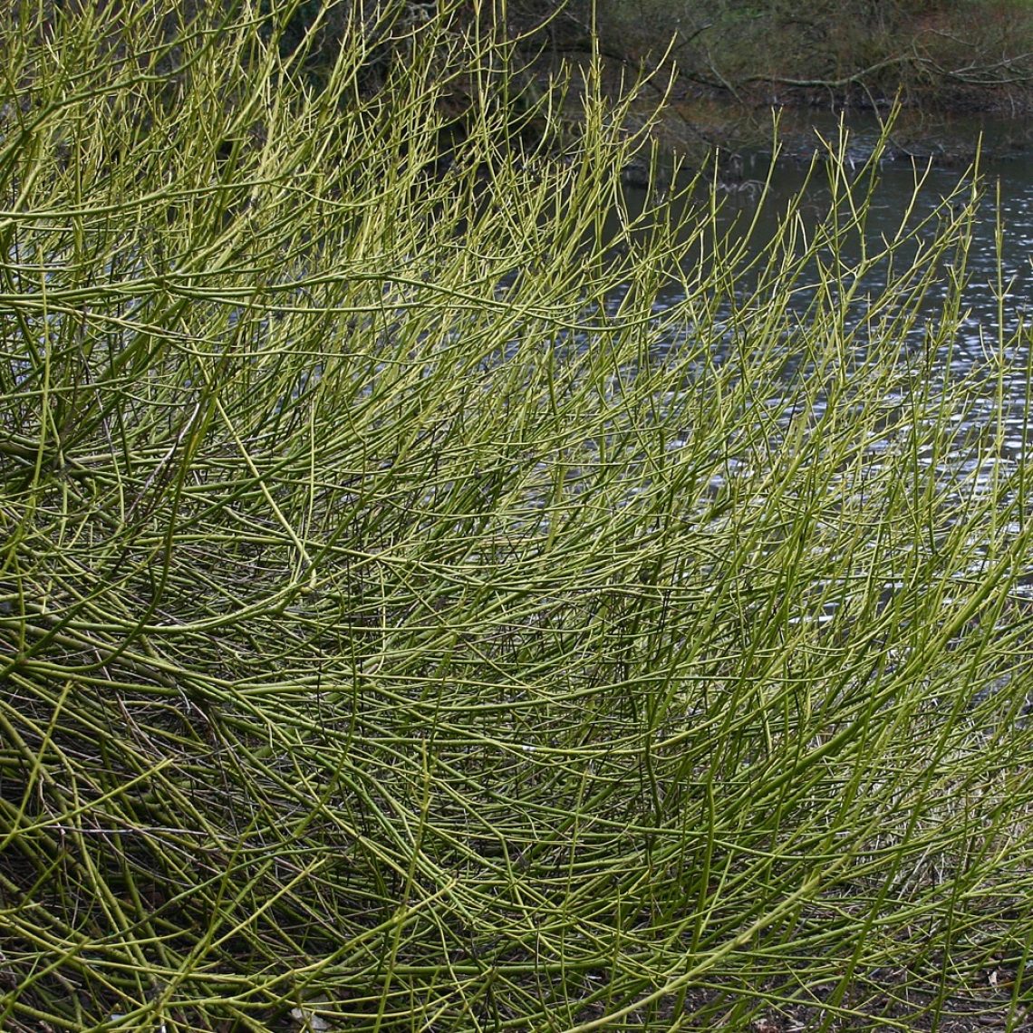 Cornus stolonif. Flaviramea