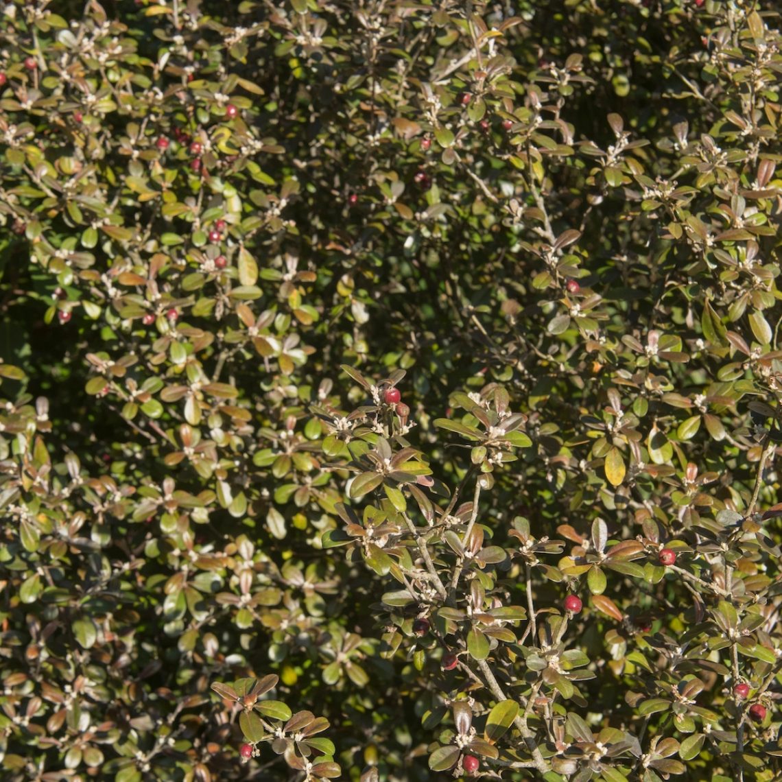 Corokia Frosted Chocolate