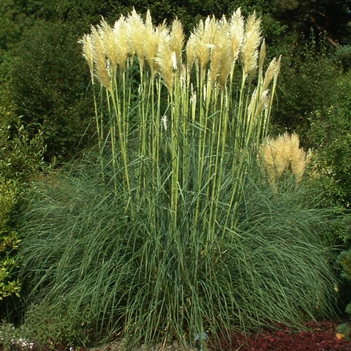 Cortaderia Sunningdale Silver