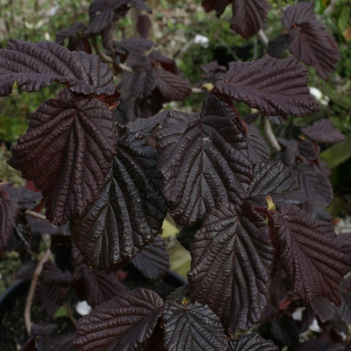 Corylus avell. Red Majestic